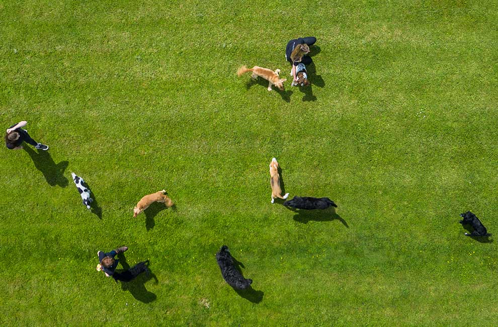 The Canine Country Club